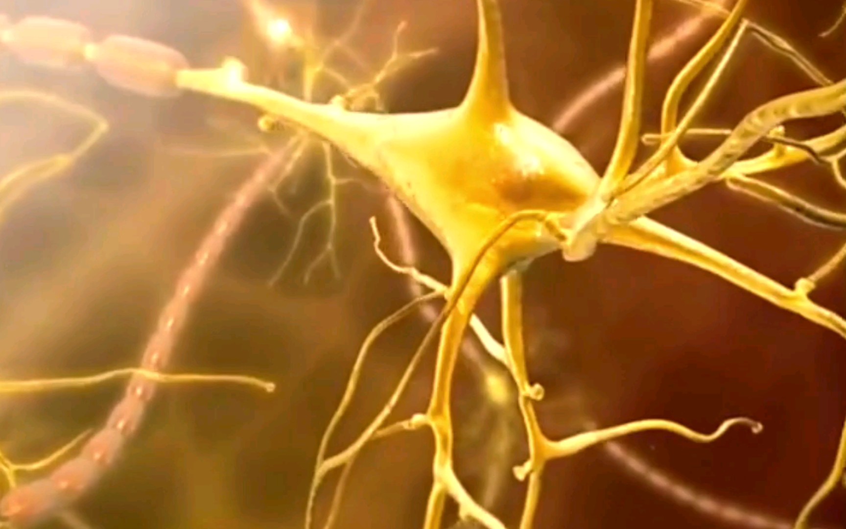 【3D演示】人体细胞类型,中文字幕