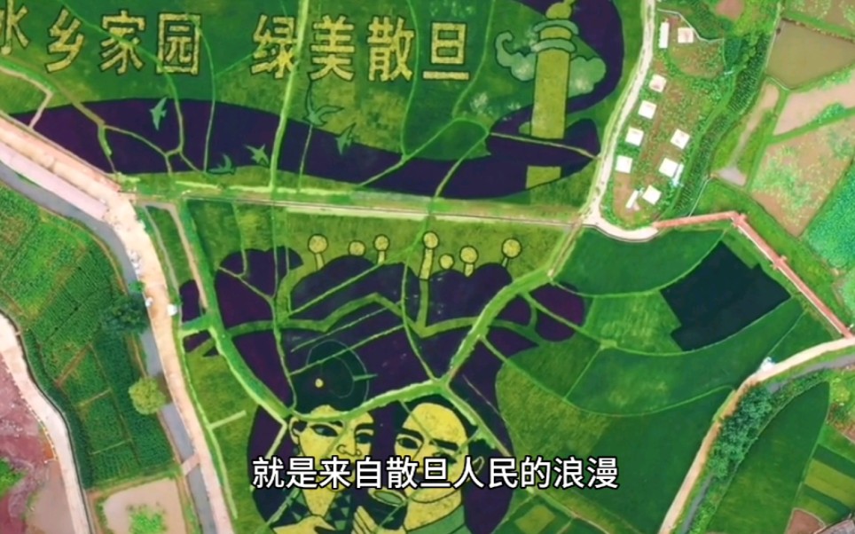 美丽的彩色稻田,你们那里有吗!