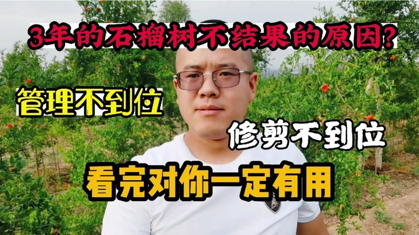 3年的石榴树不接果原因?管理不到位修剪不好,看完对你一定有用