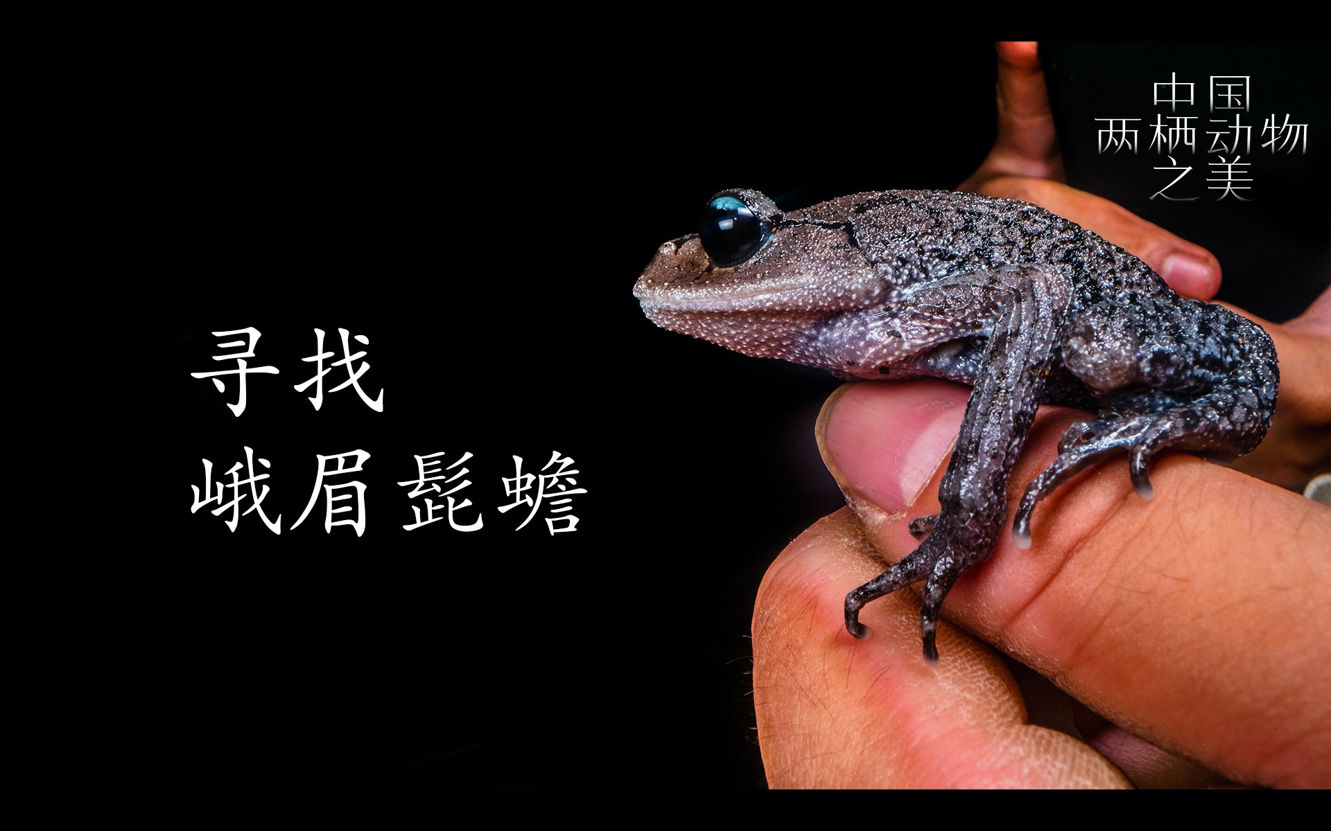 中国两栖动物之美|寻找峨眉髭蟾