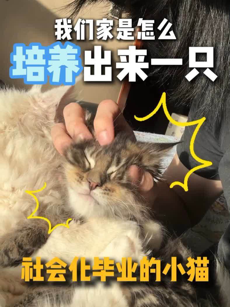 如何培养出来一只乖巧小猫的社会化训练流程~