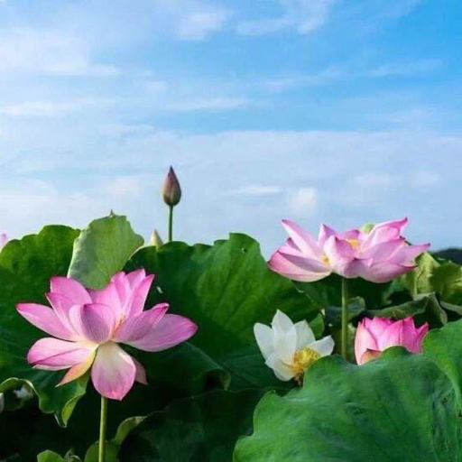 悠游田 