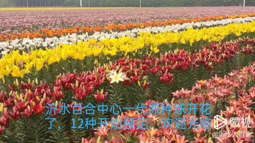 百合生态农林循环经济模式是您致富的希望。