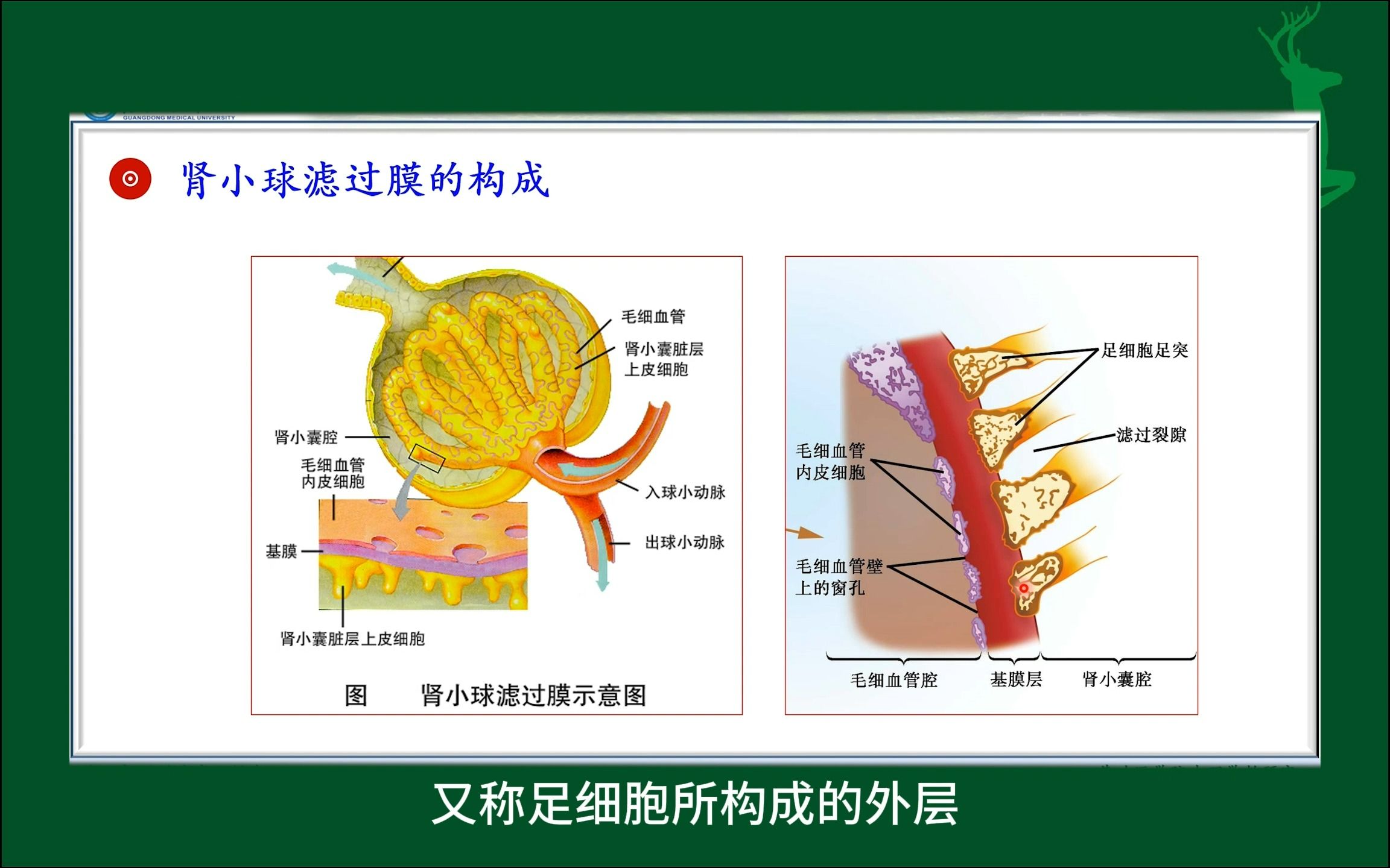 #肾小球滤过膜#尿的生成与排出#人体生理学#医学知识科普#每天学习...