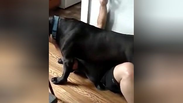 在家里跟狗狗“打架”,被狗狗摁倒在地,这卡斯罗养的真好!