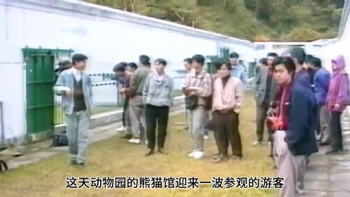 大熊猫不为人知的一面,不管怎么说也是野生动物,野性尚在