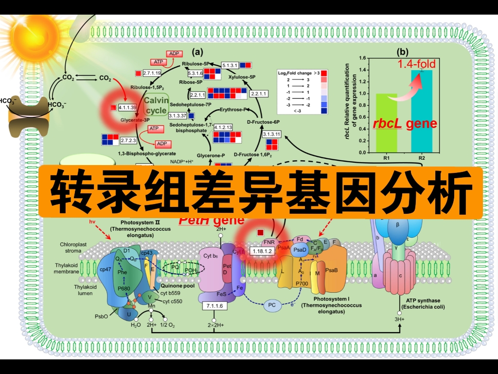 微生物转录组学差异基因分析
