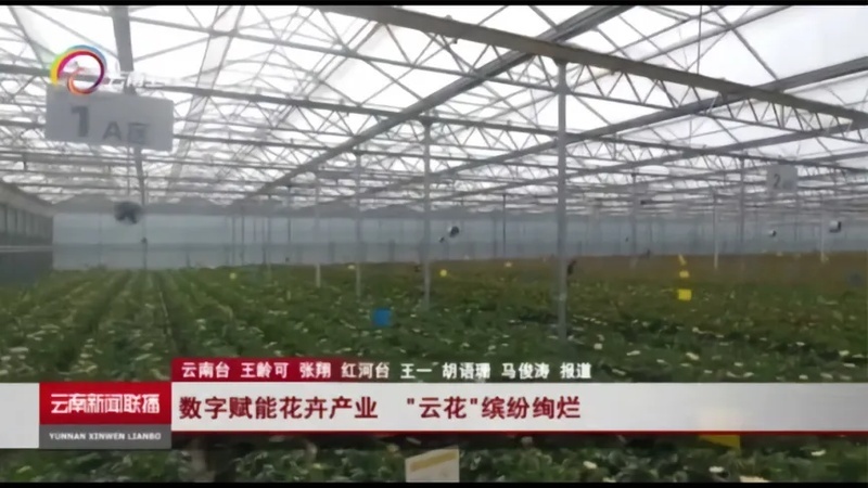 数字赋能花卉产业 云花缤纷绚烂