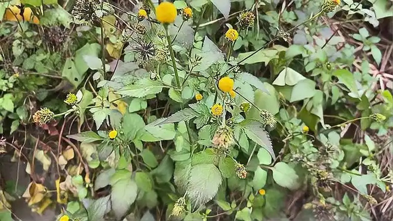 农村让人头痛的鬼针草,它的妙用可真不少,你见过吗