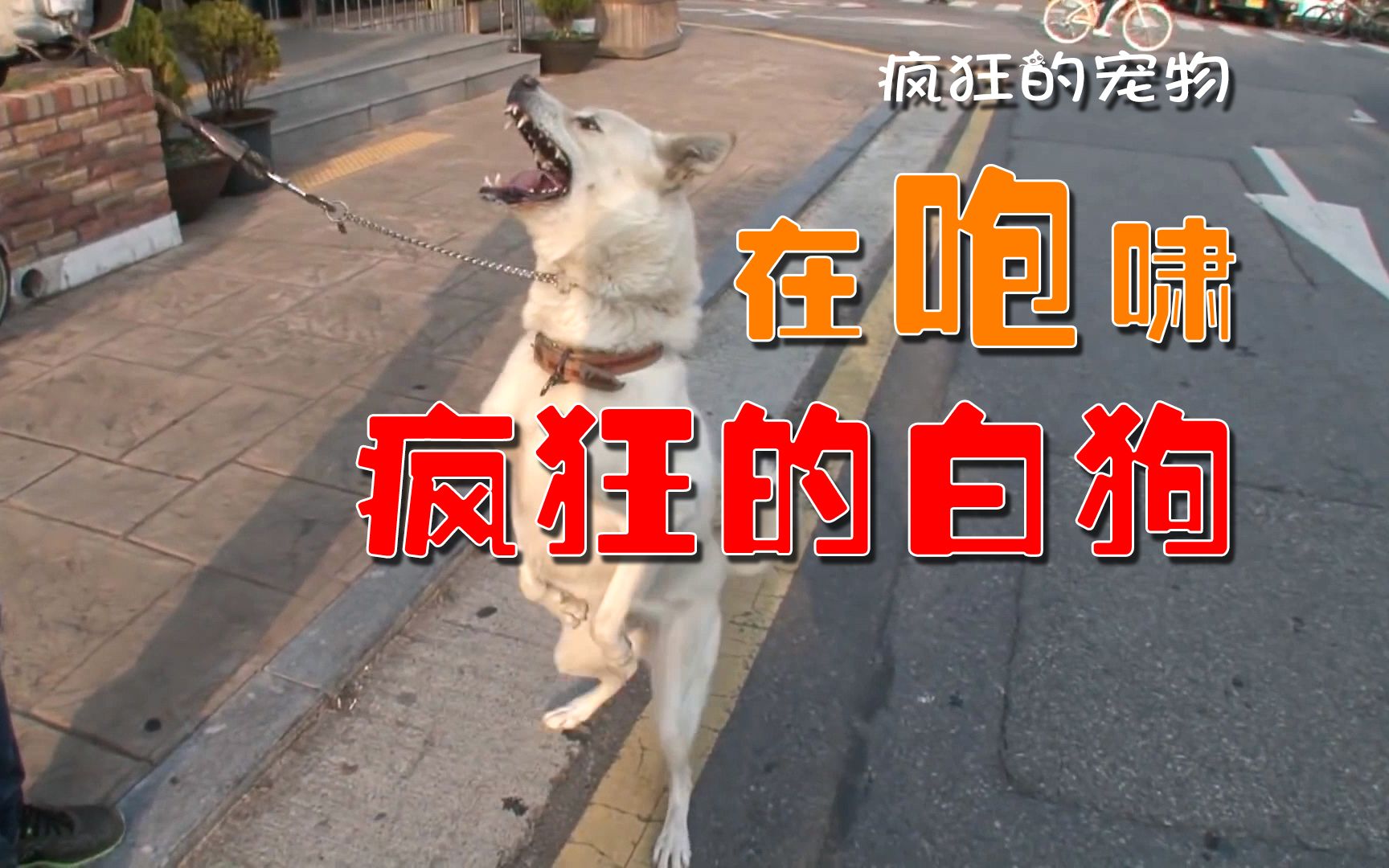 咬人的狗还能养吗?看训犬师如何训狗!