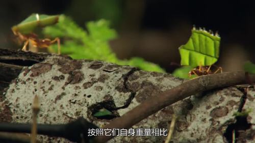 蚂蚁真能举起汽车?实验结果颠覆认知,科学计算揭示惊人真相!