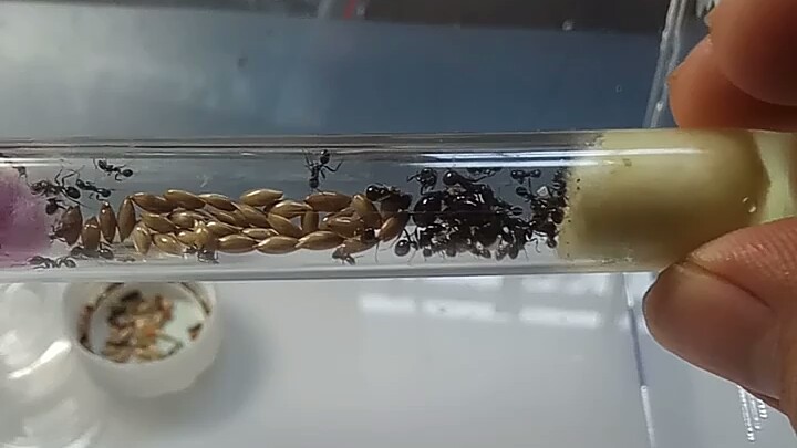 [蚂蚁-原生收获蚁]萌新养蚂蚁,今天入巢