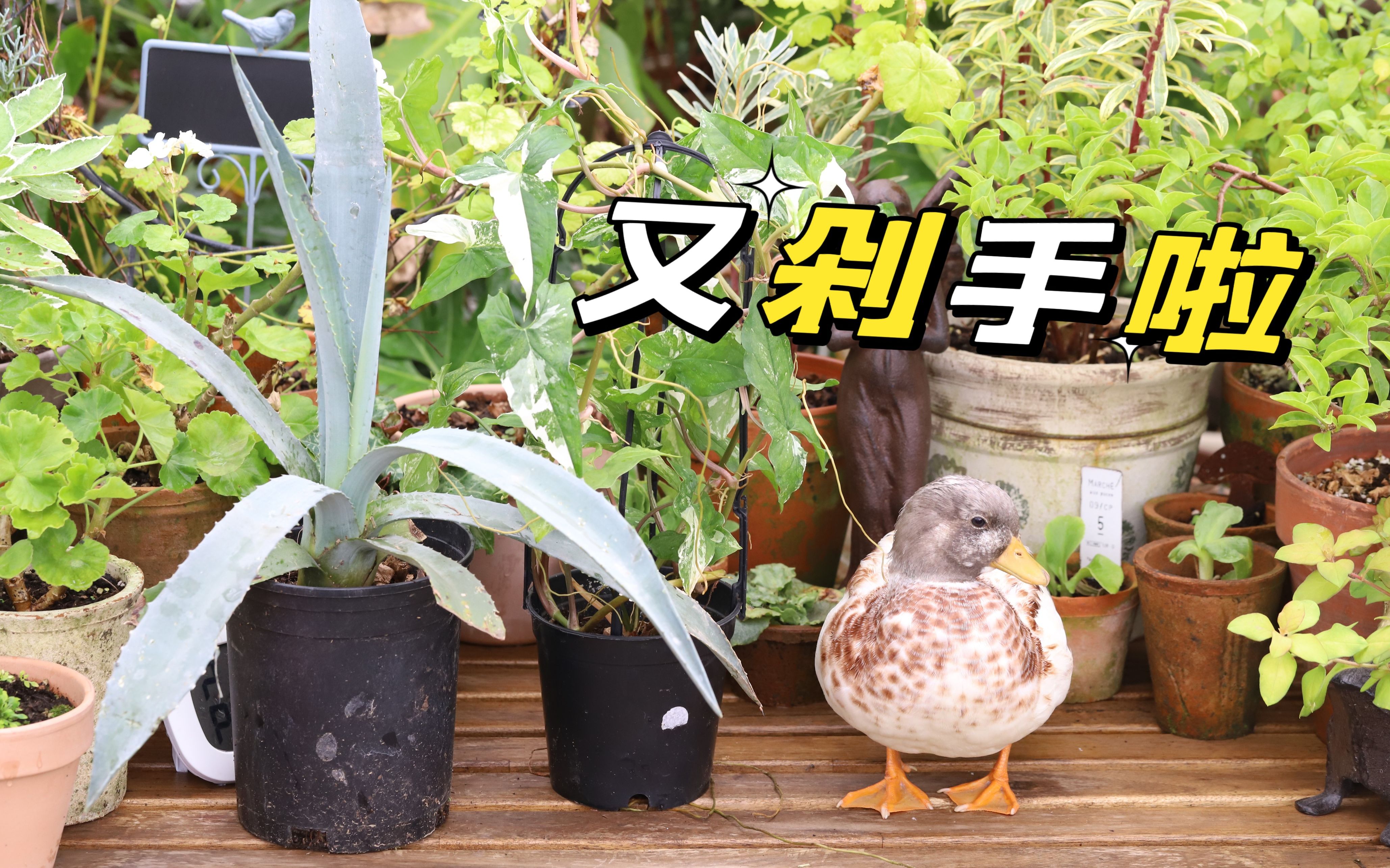 继续剁手买买买!苗情超棒的美洲龙舌兰和白锦合果芋