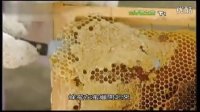 本港電視臺采訪山野