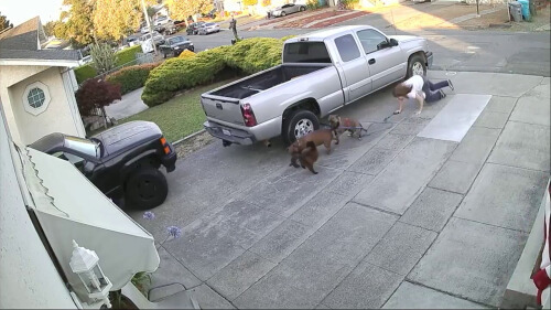 祸从天降,两只比特犬当众撕咬猫咪