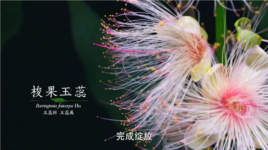 西双版纳热带雨林动植物的生长过程以及望天树,锥叶榕的生长方式