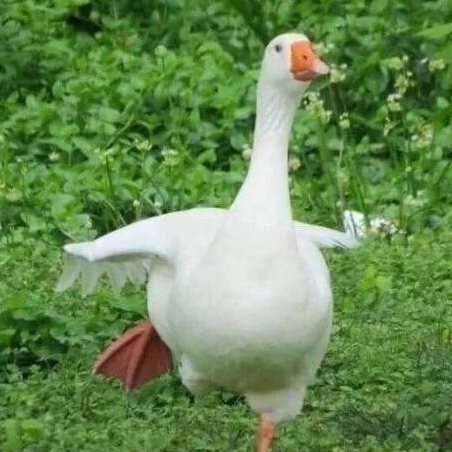 懒患计划-嫌疑犯 