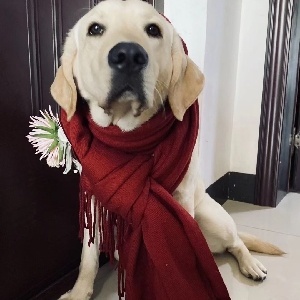 今日知乎酱