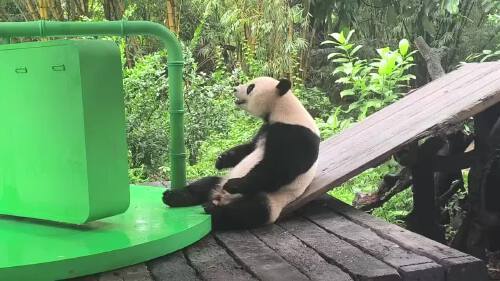 国庆躺着木板上挠痒痒太可爱了,还不忘照下镜子欣赏自己的美貌