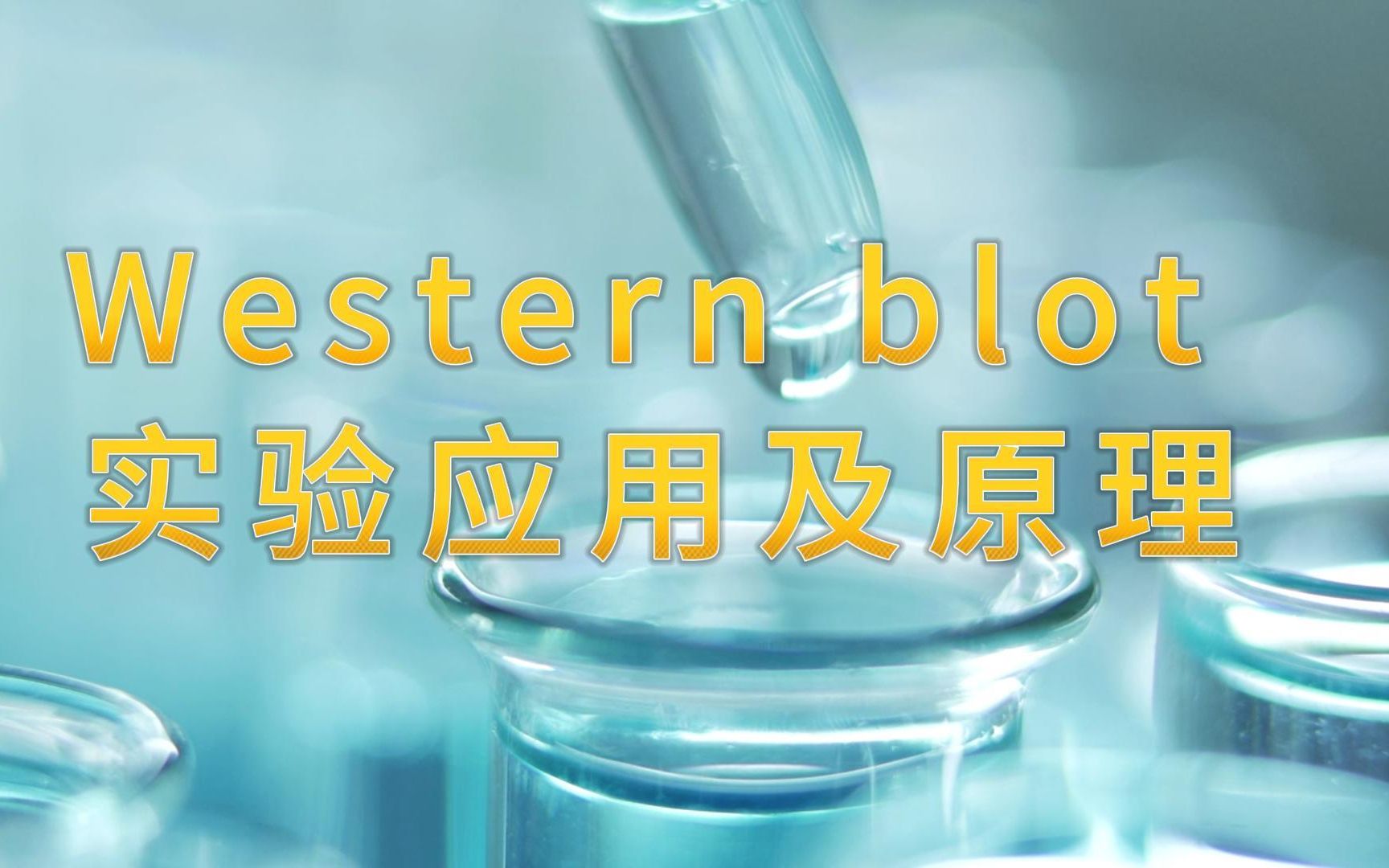 Western blot 实验应用及原理