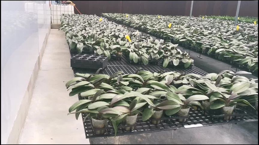 #无土栽培 #农业种植 #种苗培育 #花卉绿植 #生态种植 #现代农业