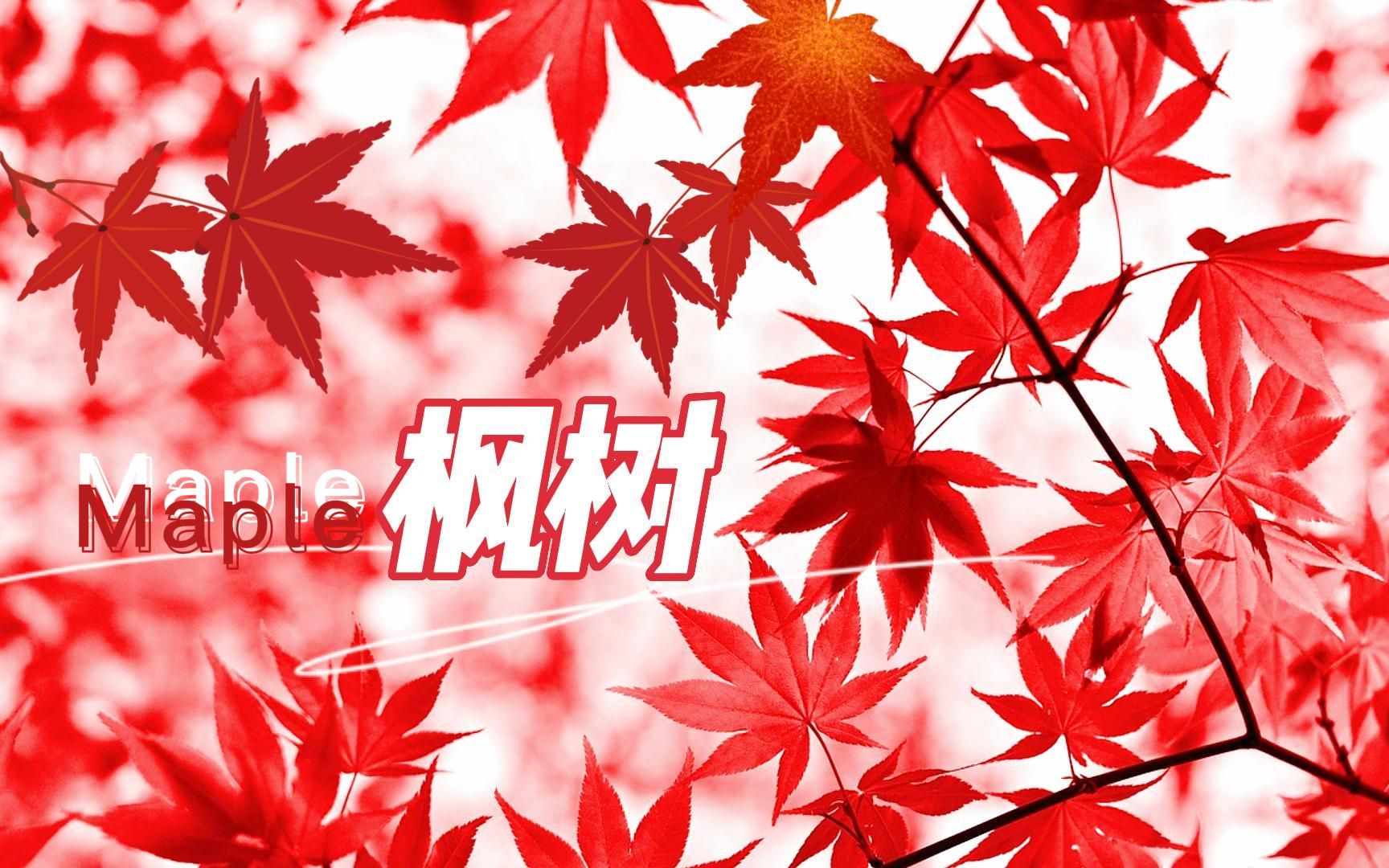 秋冬赏叶植物(三):枫树