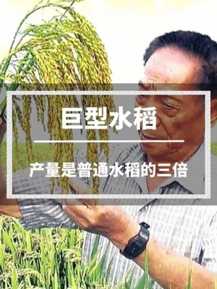 祝贺我国“巨型稻”试种成功,身高2米,产量是普通水稻的三倍,袁老的...