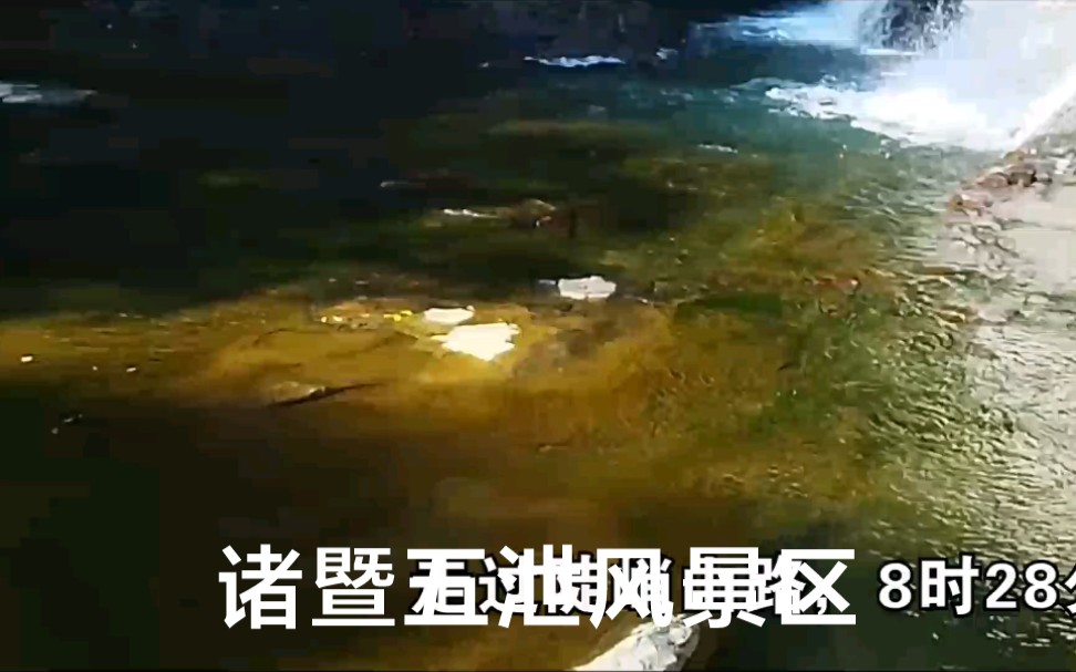 诸暨五泄风景区。包船游水。秋意盎然。枫叶延期红。银杏叶也沒有黄