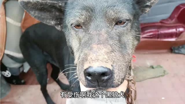 辛苦一晚上,现在才回来,黑狼犬不错,很满意的一条狗,有收获