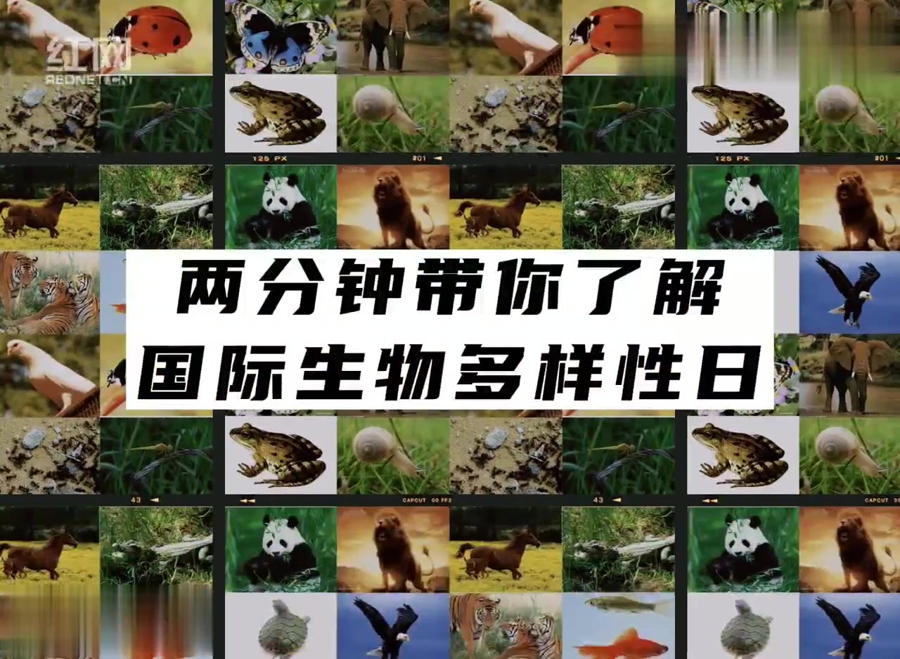 视频|两分钟带你了解国际生物多样性日