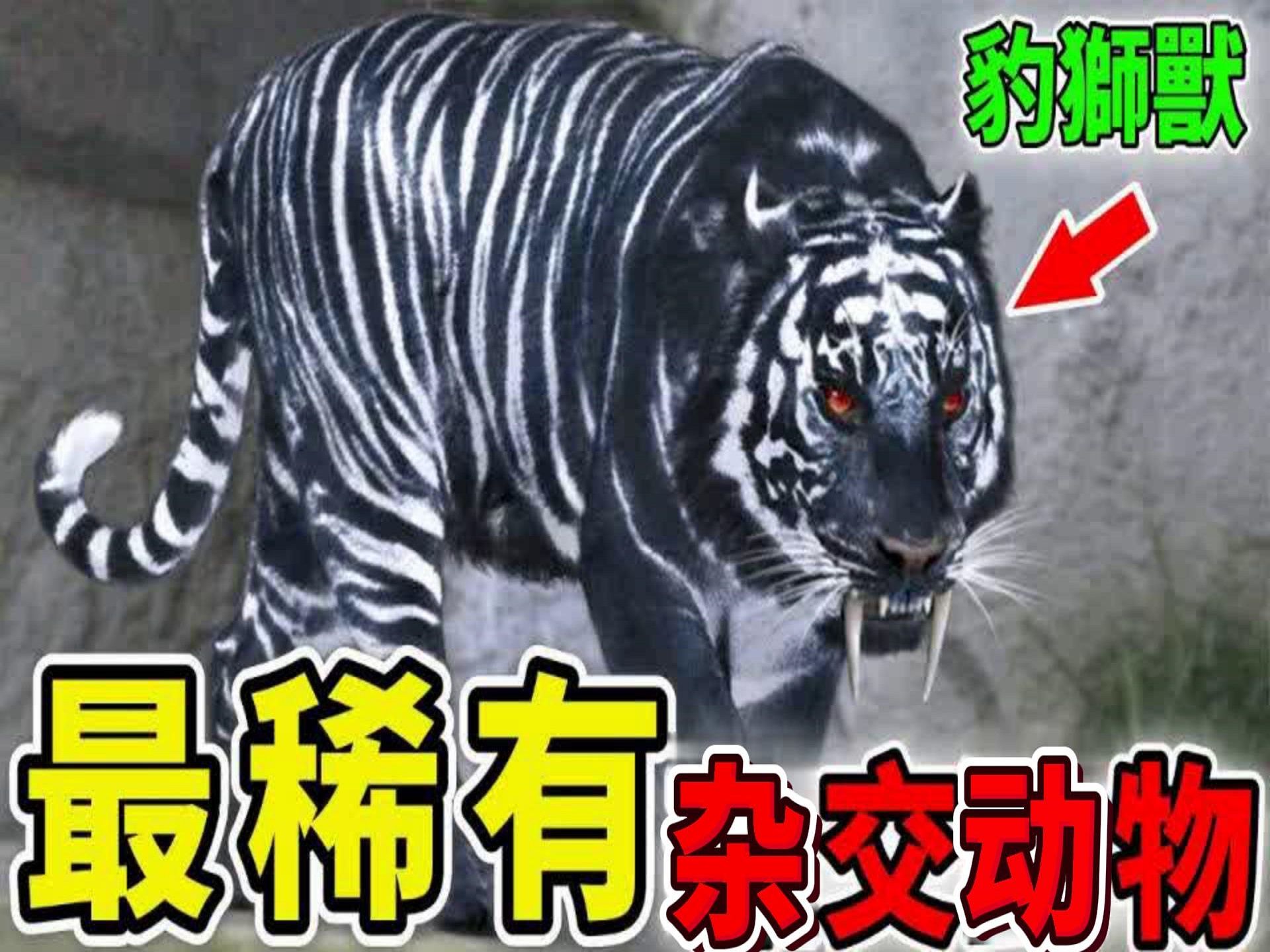全世界上最稀有的10种杂交动物,狗和狐狸也能产生后代,豹狮兽原來...