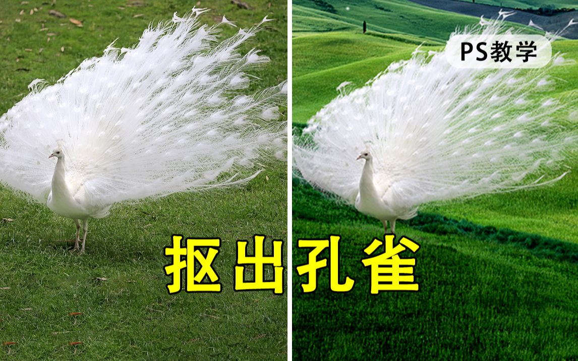 【PS教程】都2021了,你还在用钢笔抠孔雀吗