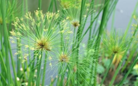 莎草纸制作方法