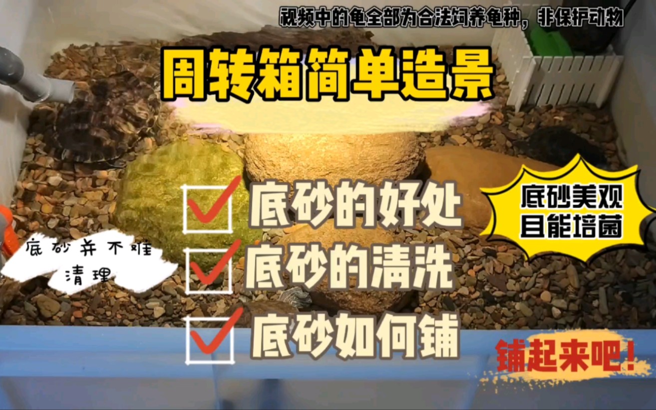 给养龟的周转箱也简单的弄个造景