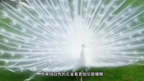 不可思议的是,原来动物同样会经历罕见的色彩变化!