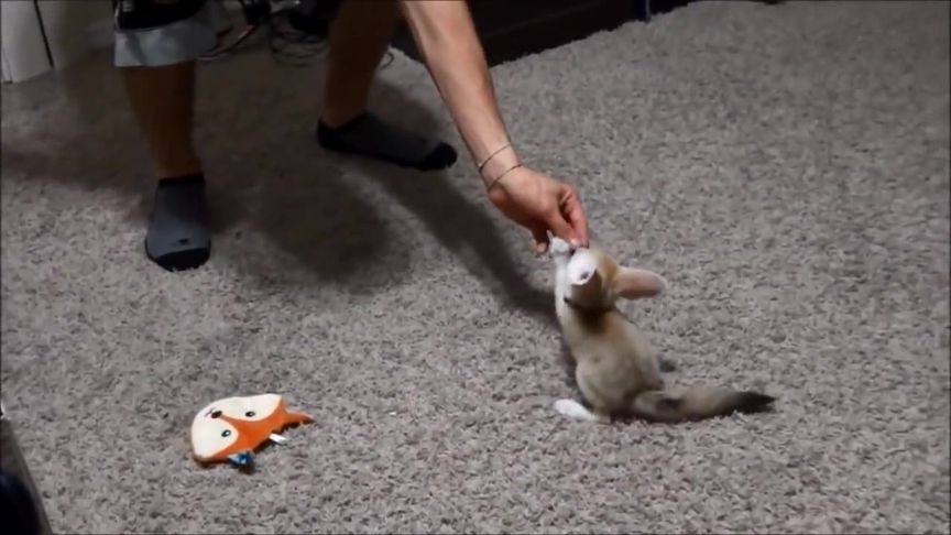 主人用食物训练耳廓狐,小狐狸动作敏捷,可爱又聪明!