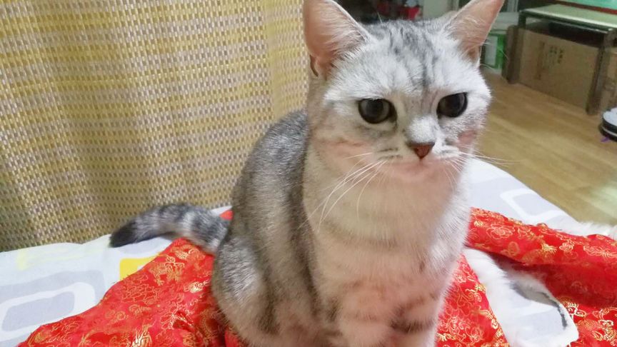 小母猫开始闹猫,总跟着大公猫,各种撒娇卖弄