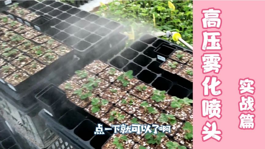 高雾化喷头配合高压喷雾器,效果杠杠的!