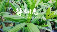深圳宝安雅帆苗木批发棕竹地被灌木乔木景观园林#市政绿化#苗木网