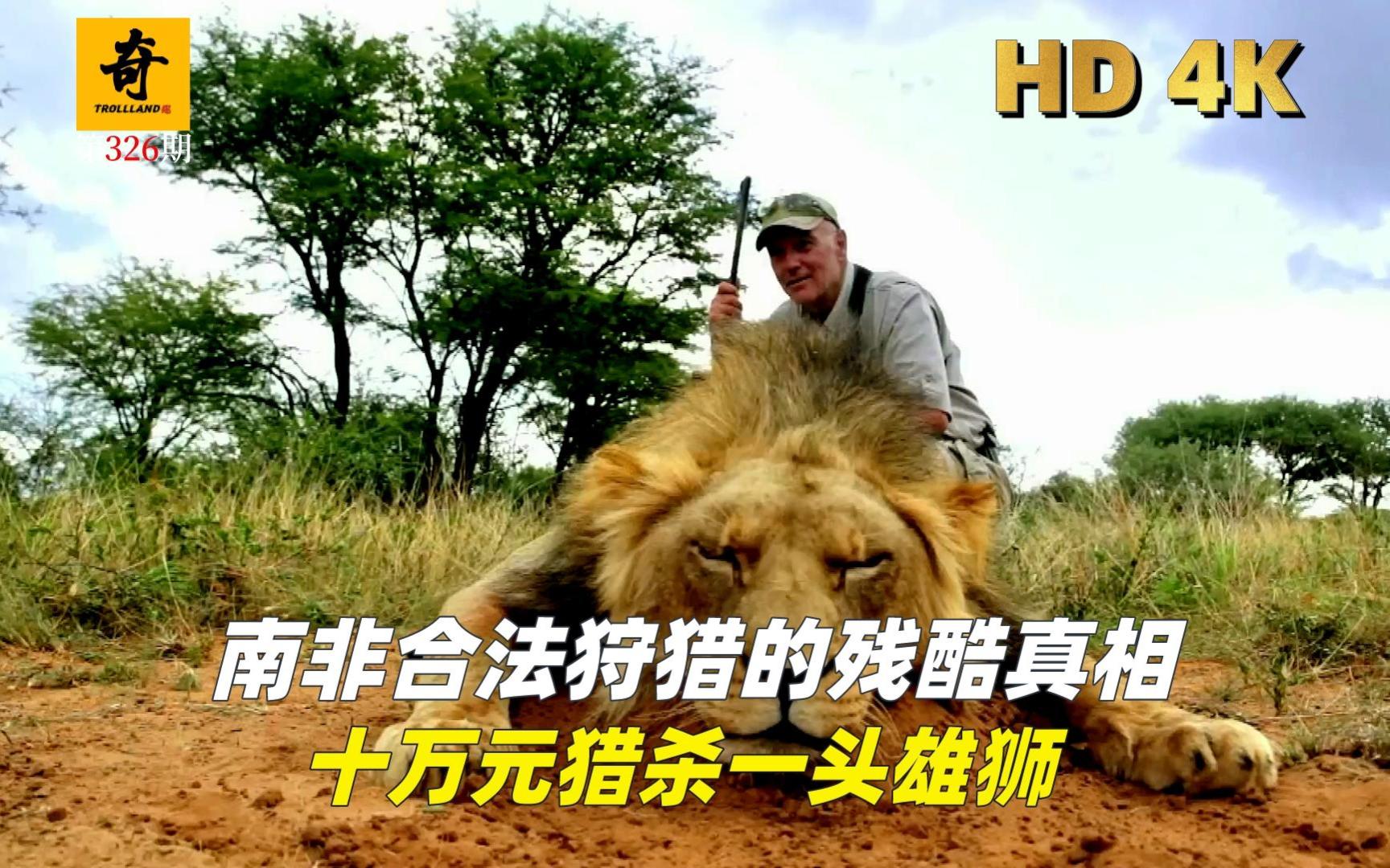 纪录片解说,南非合法狩猎的残酷真相,十万元猎杀一头雄狮