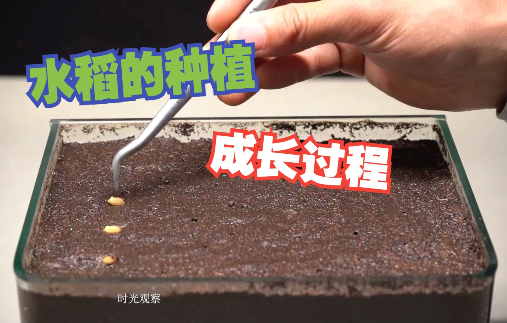 水稻从种植到生长半个月