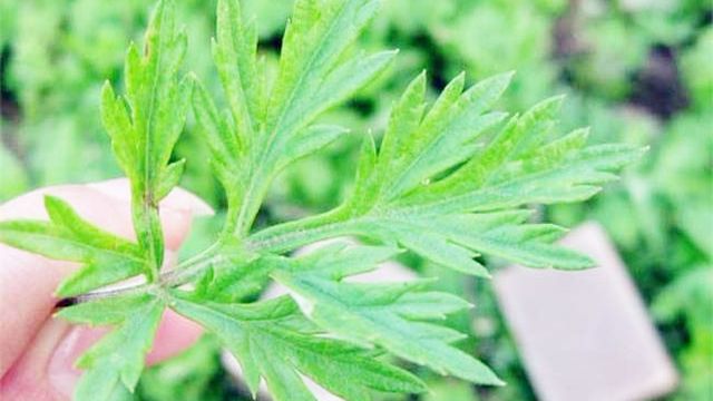 医生权威解说:艾草的功效和作用!