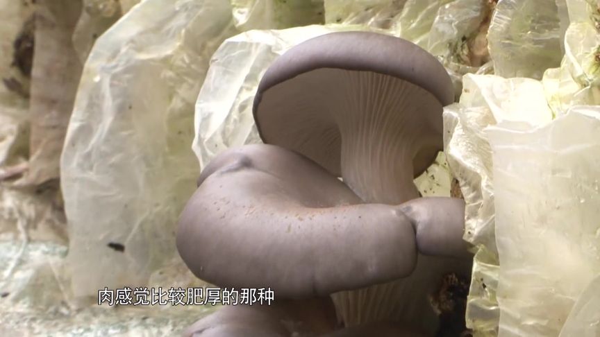 你知道蘑菇是如何生长的吗?一起来蘑菇的种植基地一探究竟