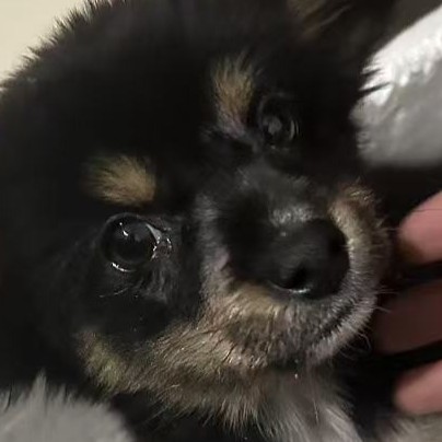 小诚仙 