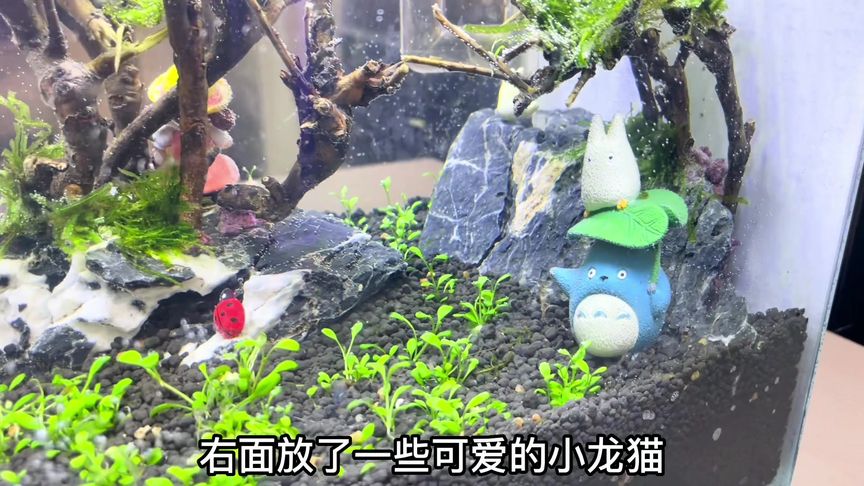 迷你鱼缸造景～阴性水草,20小方缸～不需要二氧化碳,轻松好活～