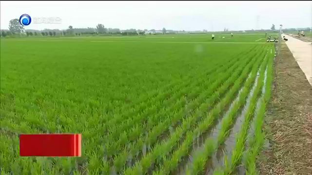 “排水疏田 因苗施策”连云港市加强水稻分蘖期田间管理工作