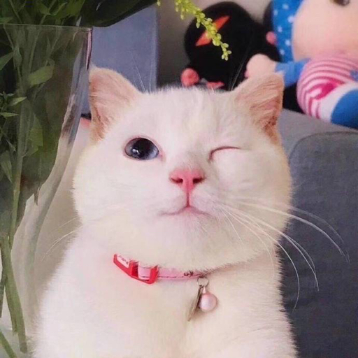 家养小马哥 