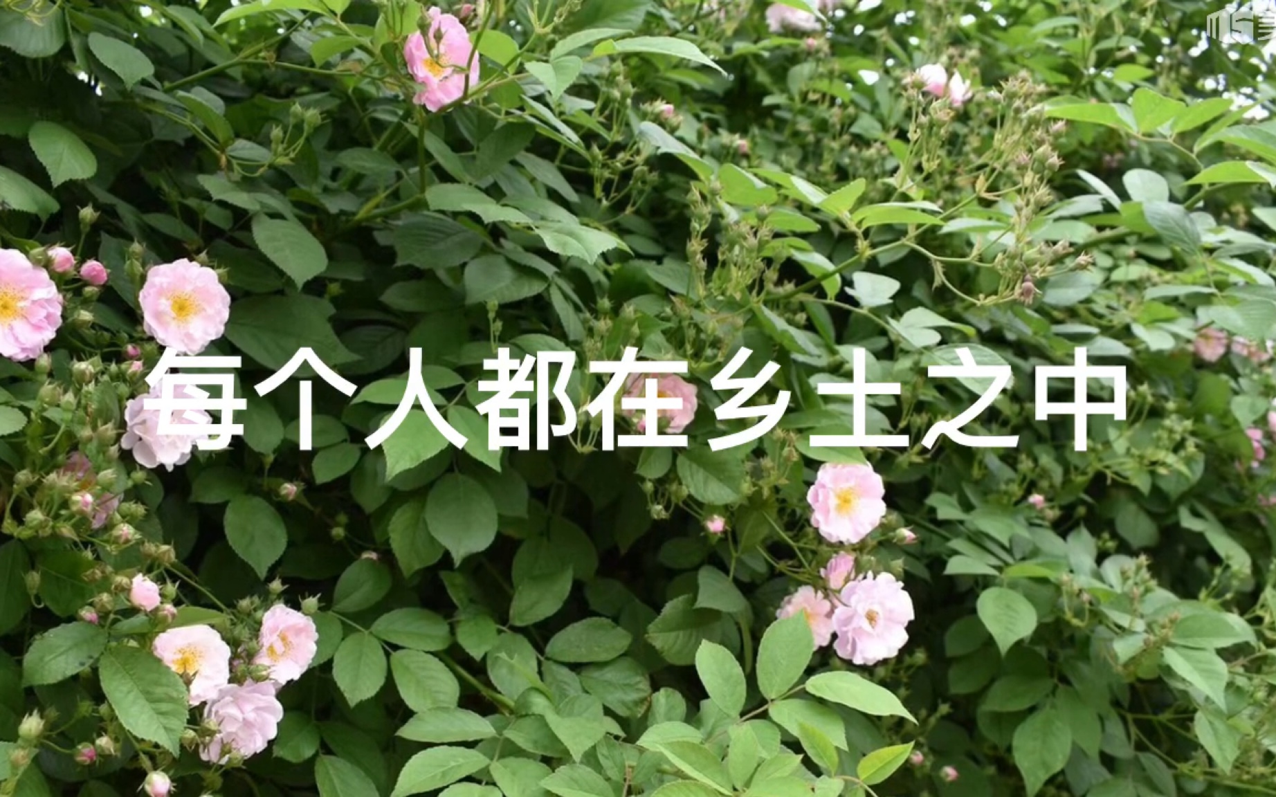 每个人都在乡土之中 《乡土中国》