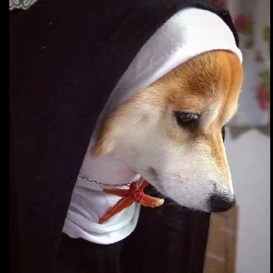耳聋目盲 
