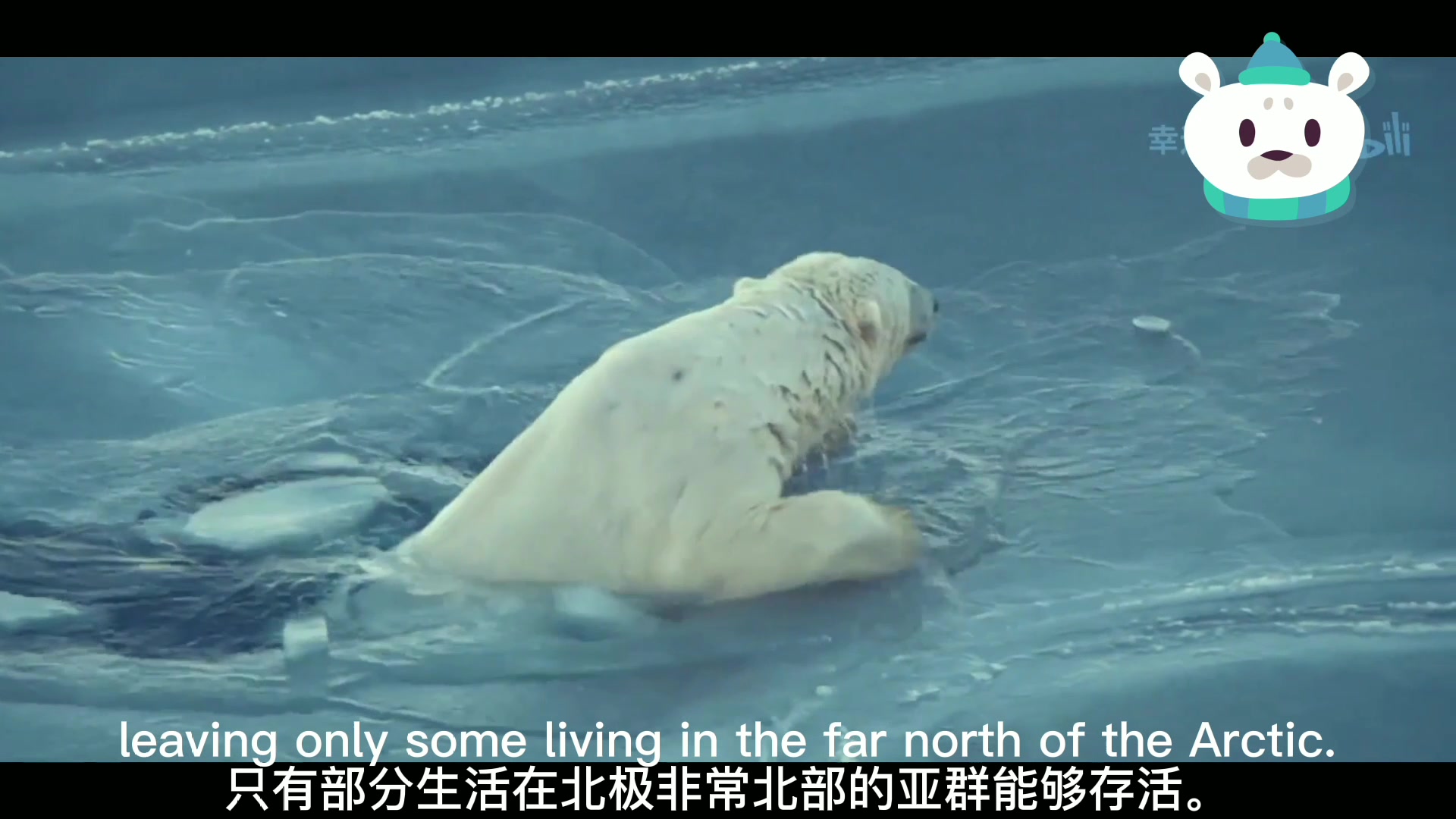 北极熊的独白